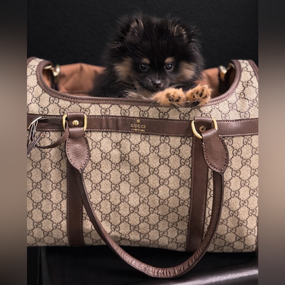 Gucci | Dog | Rare Gucci Monogram Gg Pet Dog Cat Tote Travel Carrier ...